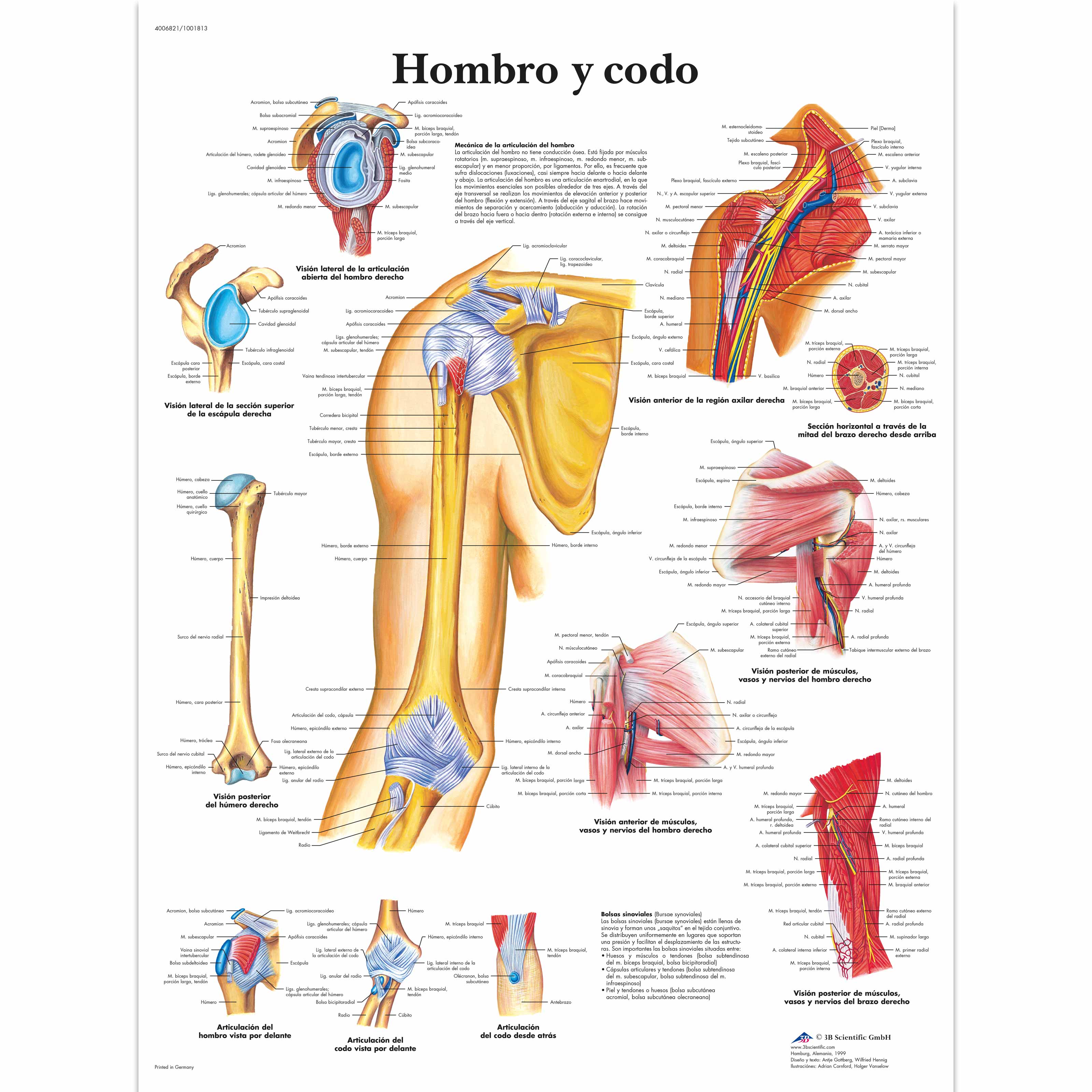 Anatomia Hombro Fisiot