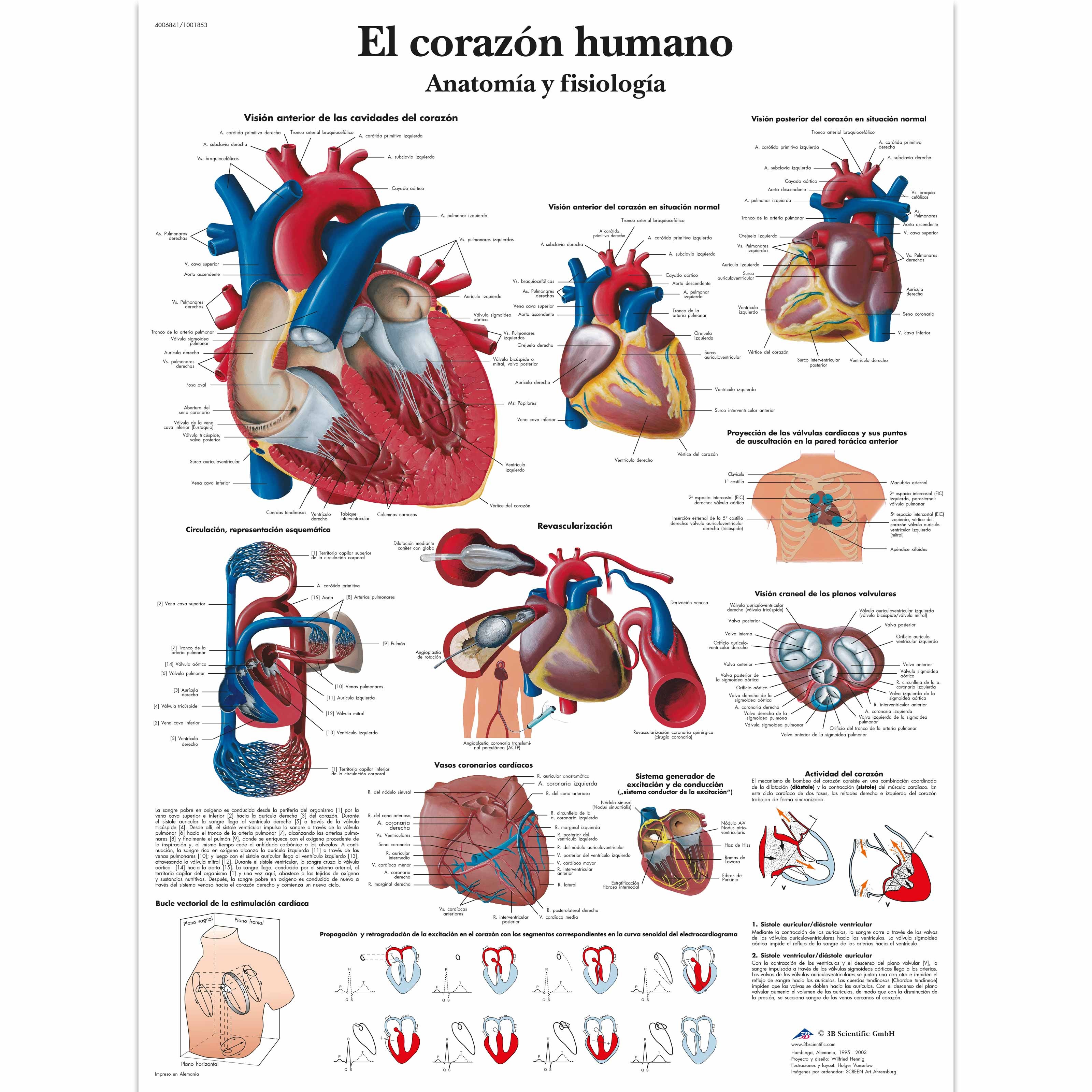 El corazón humano – Anatomía y fisiología Lámina | Anatomical 3D
